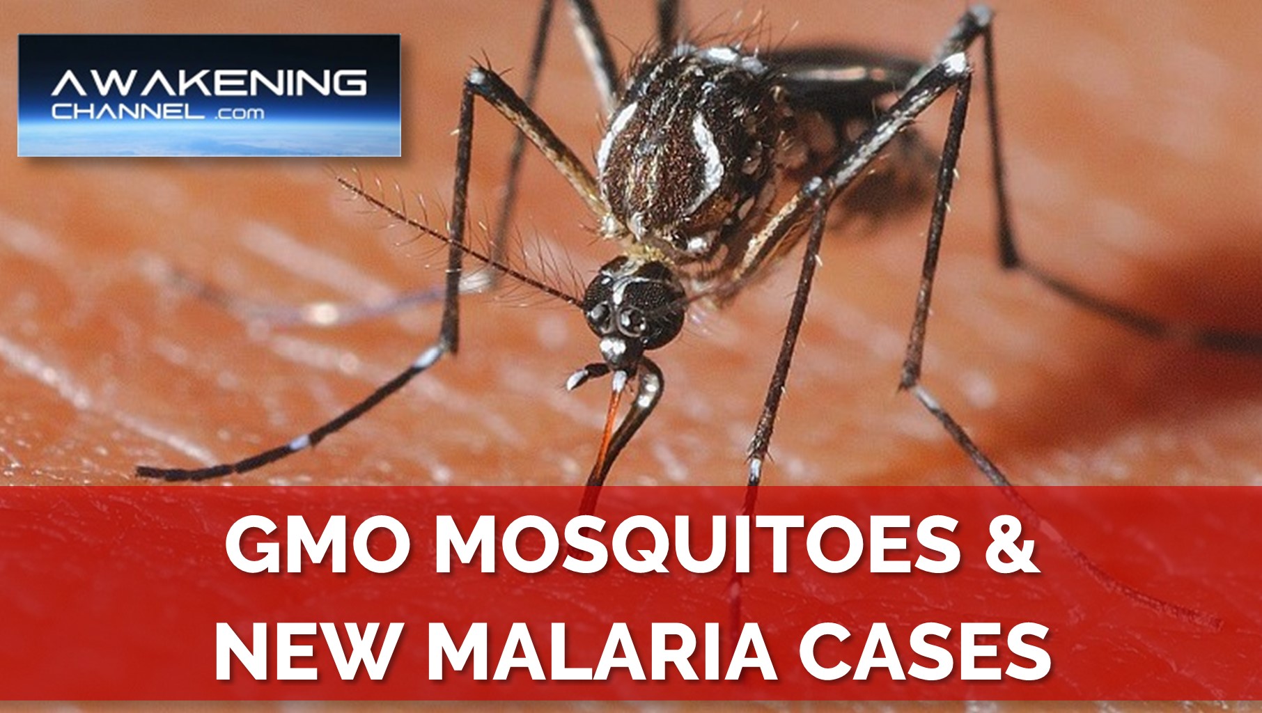 Malaria Cases Have Emerged In Areas Where GMO Mosquitoes Were Released ...